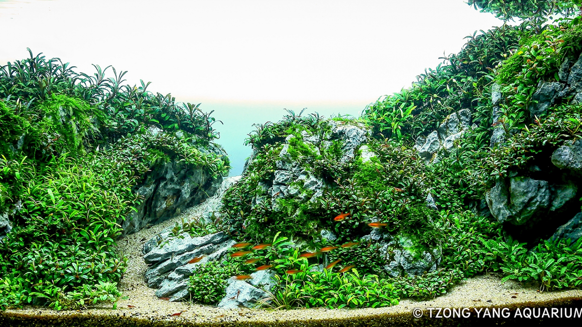 Previous Years’ Contest | 2017 IIAC Aquascaping Contest