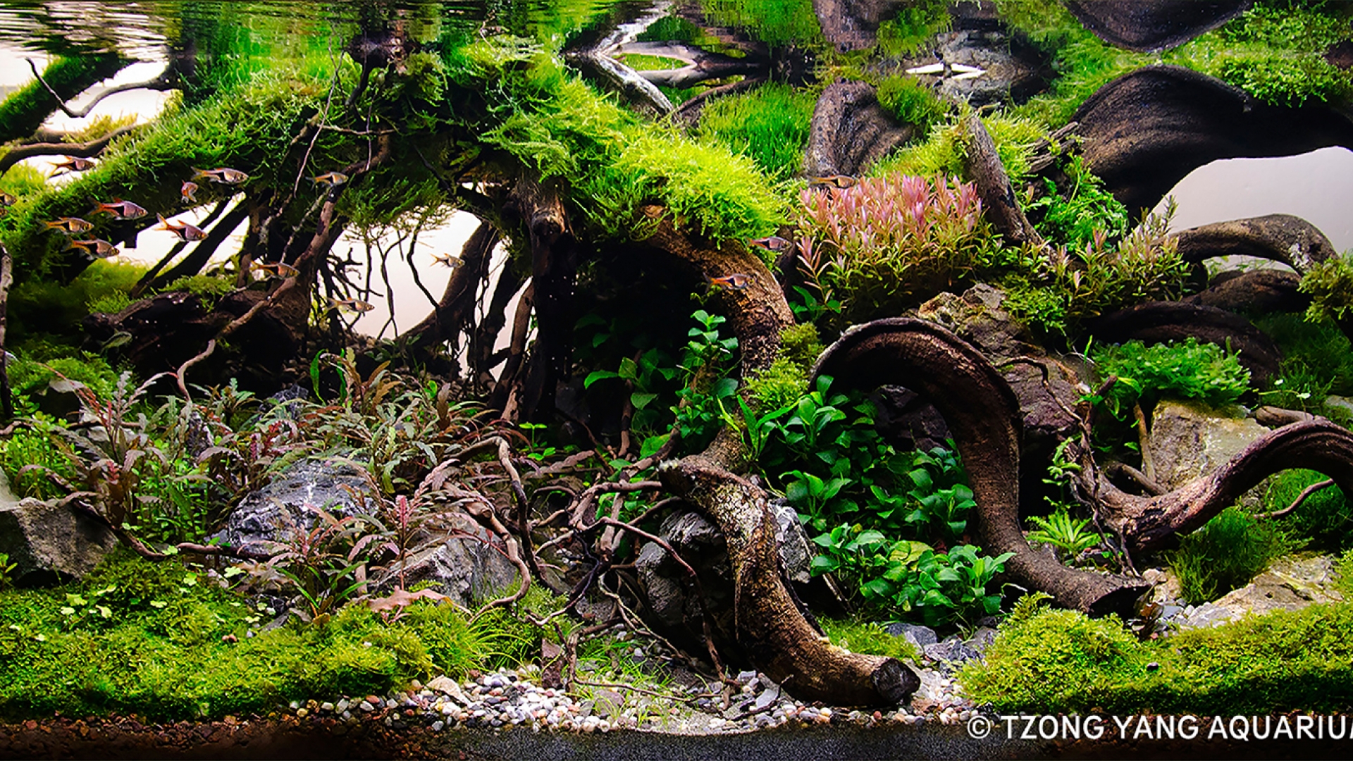 Previous Years’ Contest | 2017 IIAC Aquascaping Contest