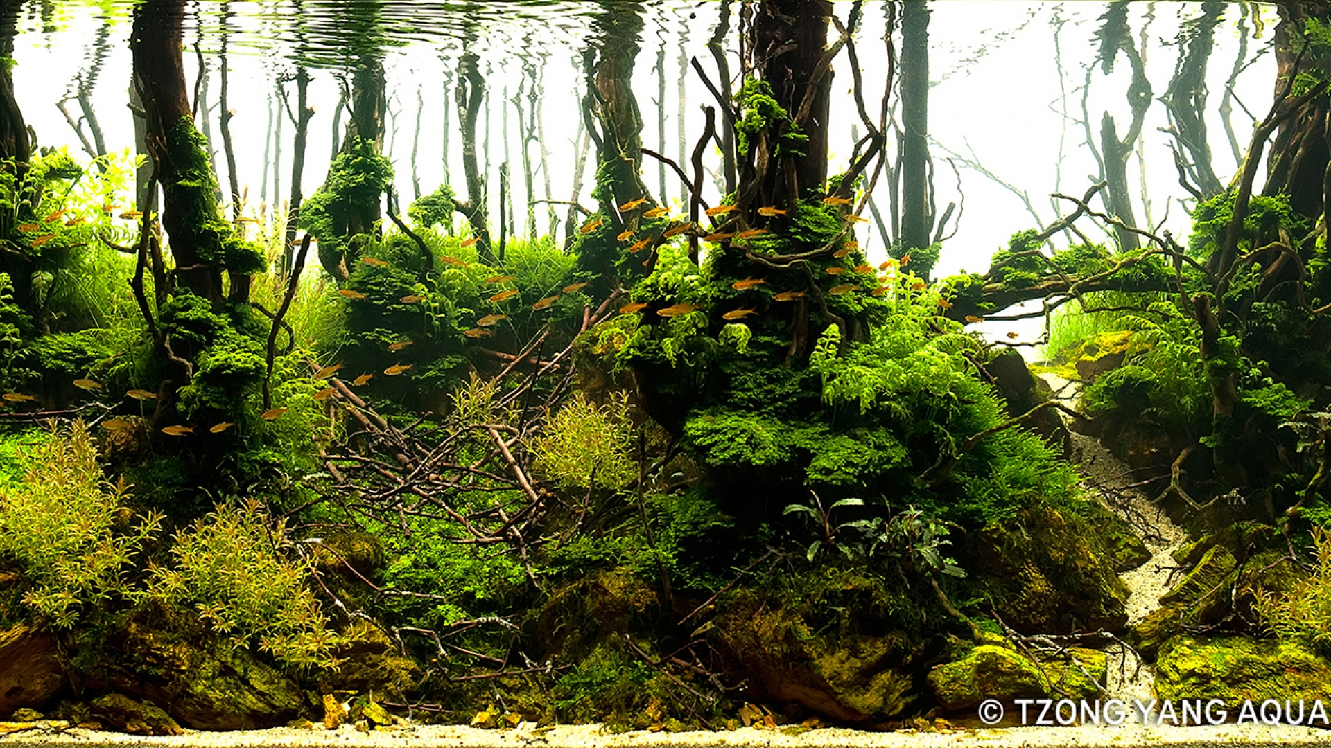 Previous Years’ Contest | 2017 IIAC Aquascaping Contest
