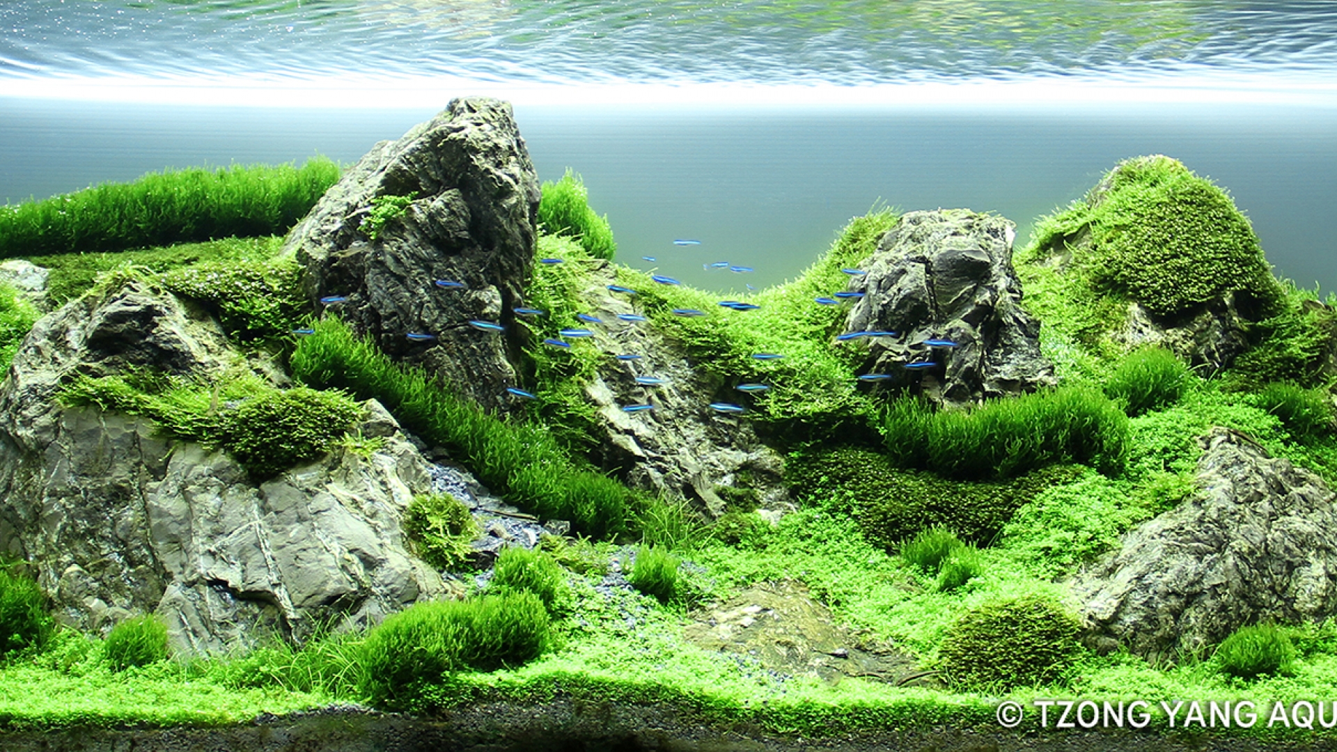 Previous Years’ Contest | 2017 IIAC Aquascaping Contest