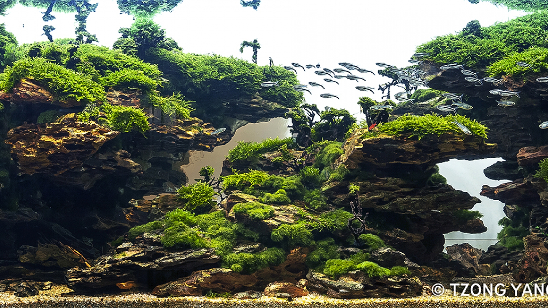 Previous Years’ Contest | 2017 IIAC Aquascaping Contest