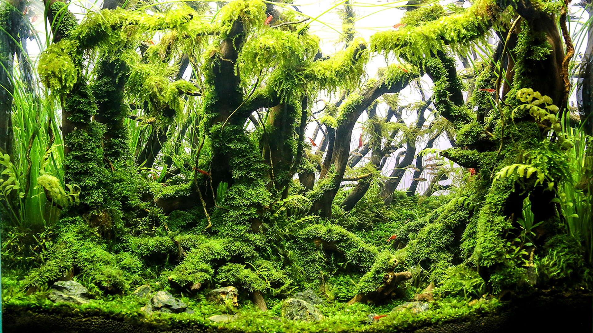 Previous Years’ Contest | 2017 IIAC Aquascaping Contest