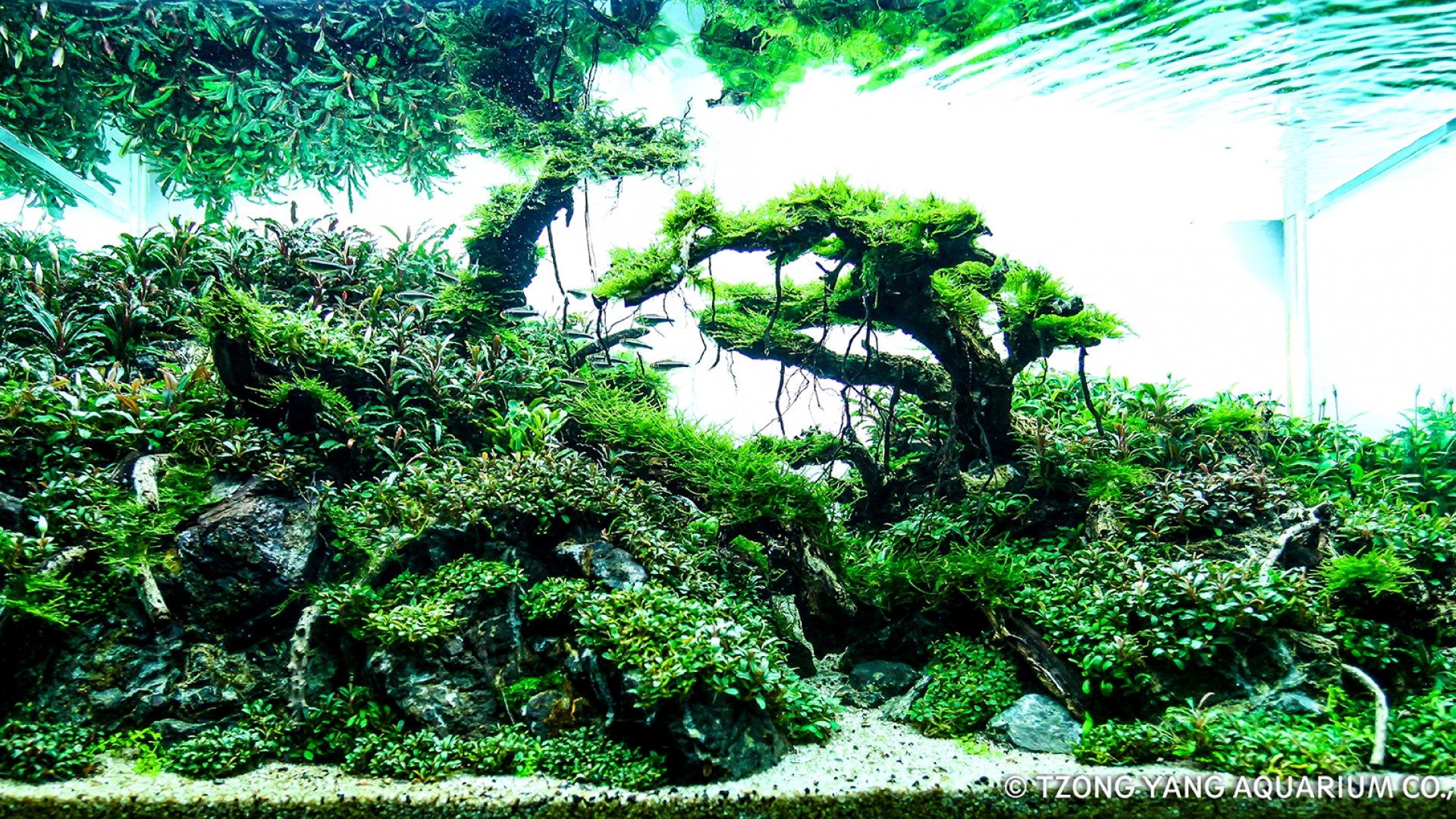 Previous Years’ Contest | 2017 IIAC Aquascaping Contest