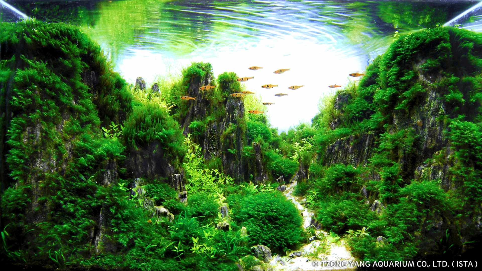 Previous Years’ Contest | 2017 IIAC Aquascaping Contest