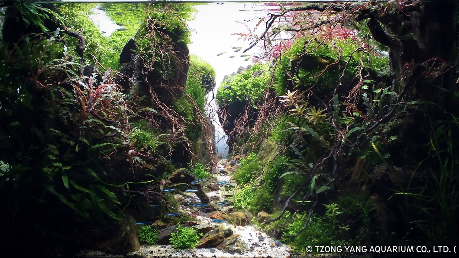 Previous Years’ Contest | 2017 IIAC Aquascaping Contest