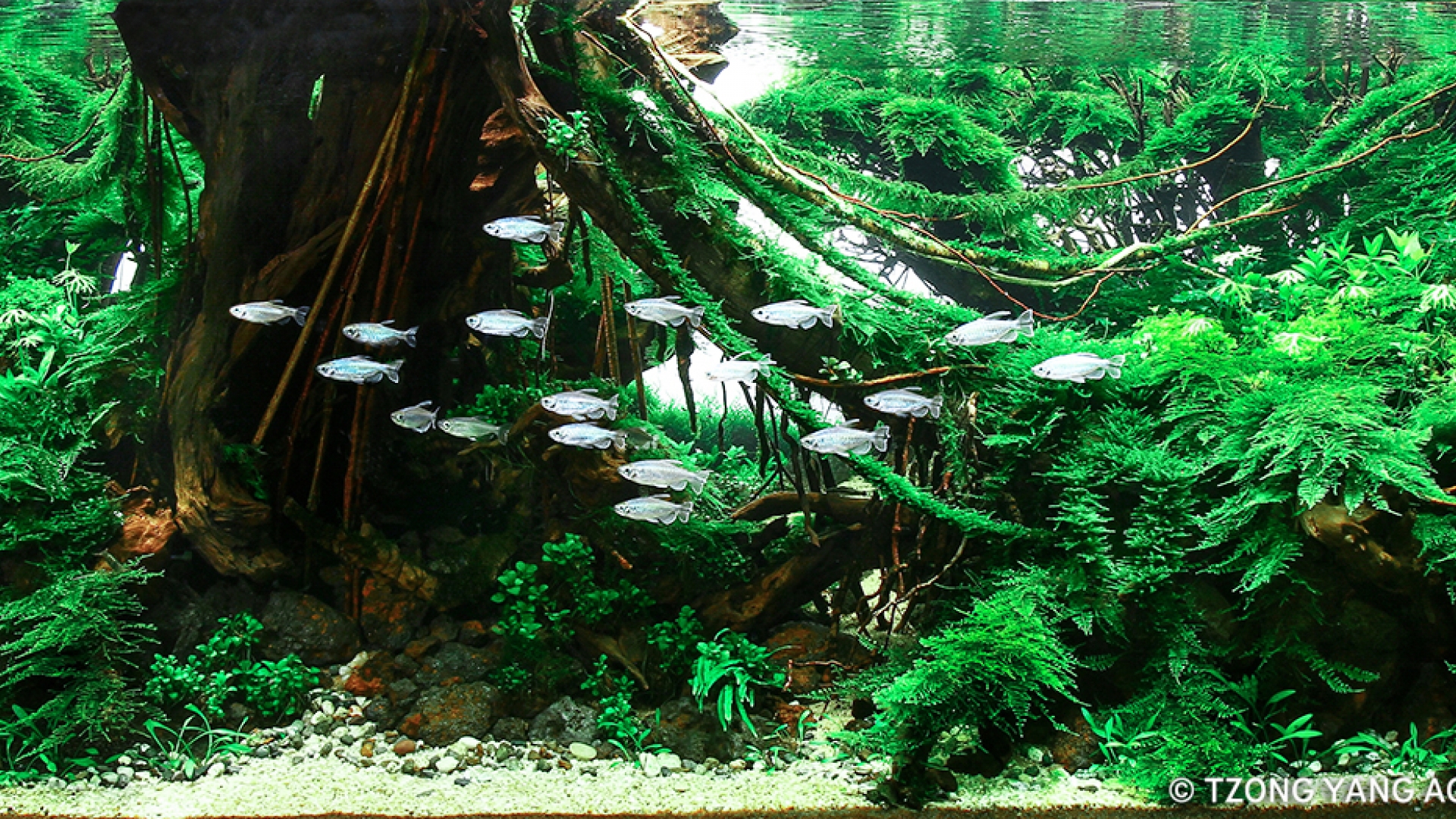 歷年作品 | 2023 IIAC Aquascaping Contest
