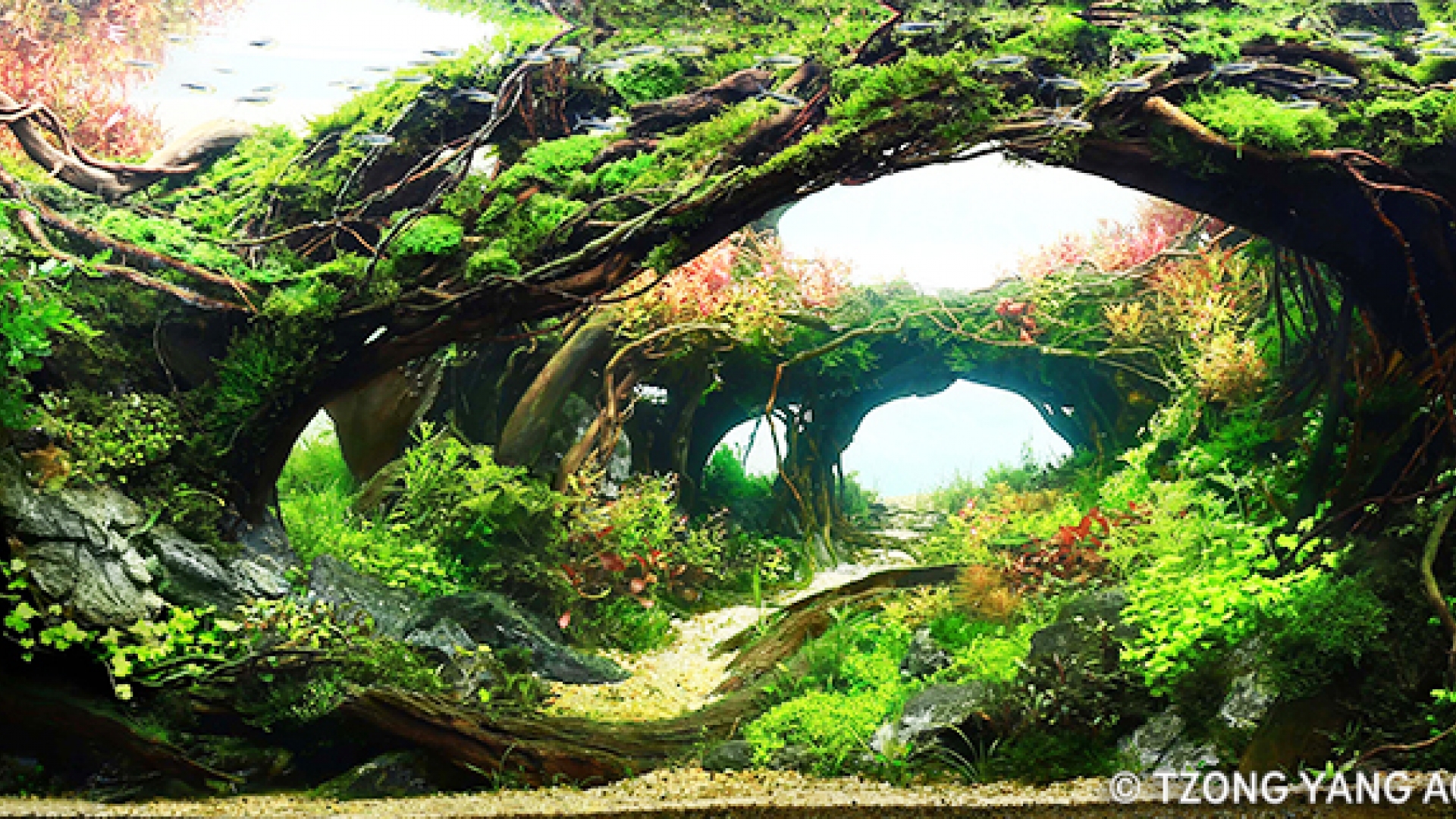 Previous Years’ Contest | 2022 IIAC Aquascaping Contest