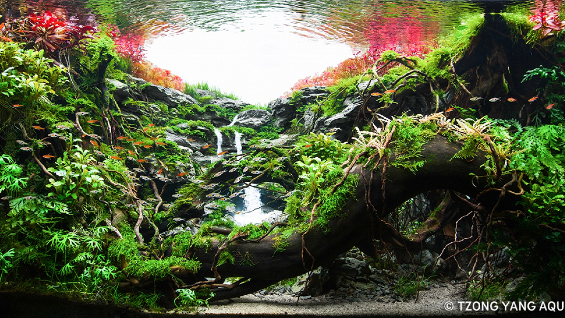 Previous Years’ Contest | 2018 IIAC Aquascaping Contest