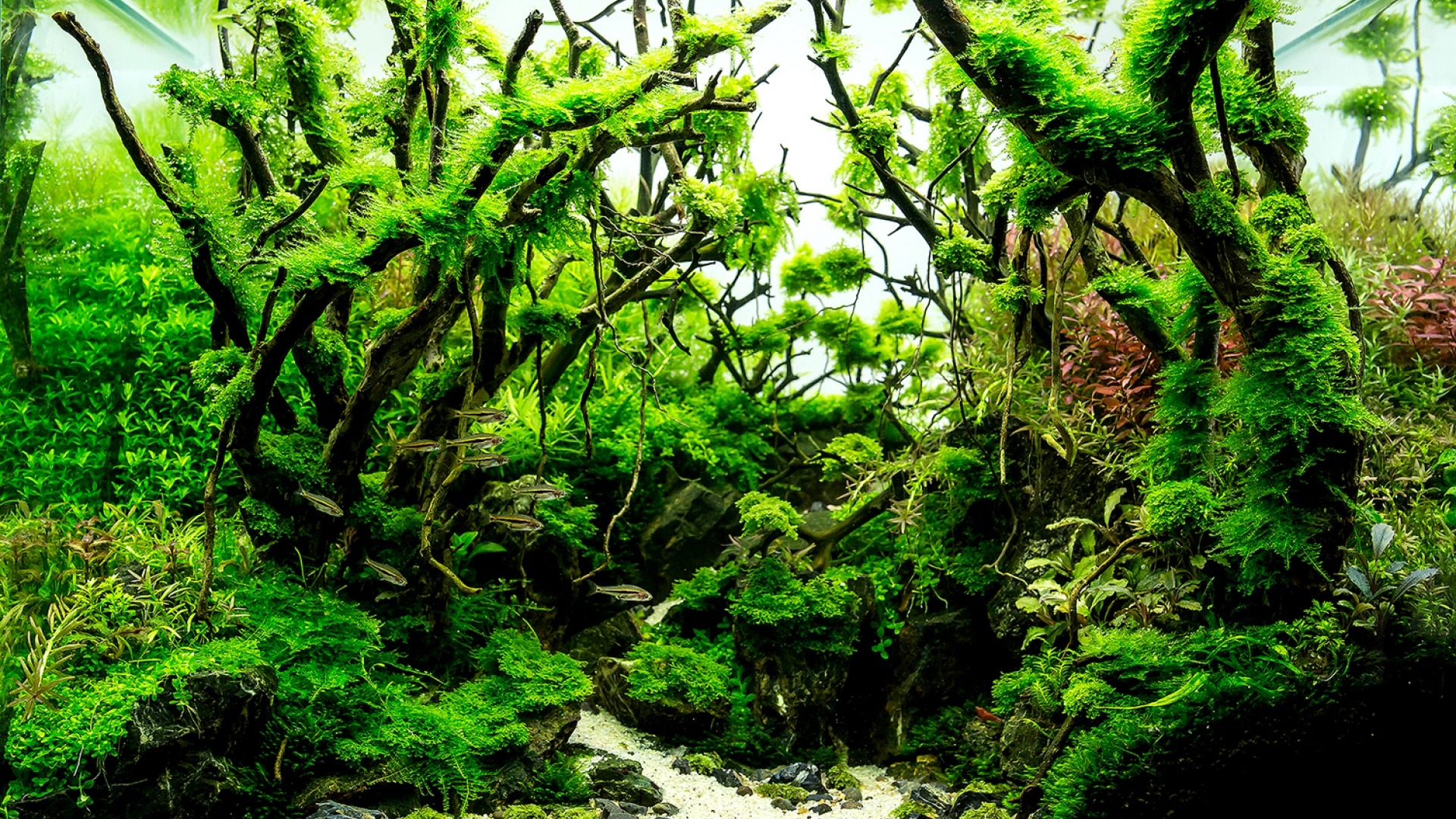 Previous Years’ Contest | 2018 IIAC Aquascaping Contest