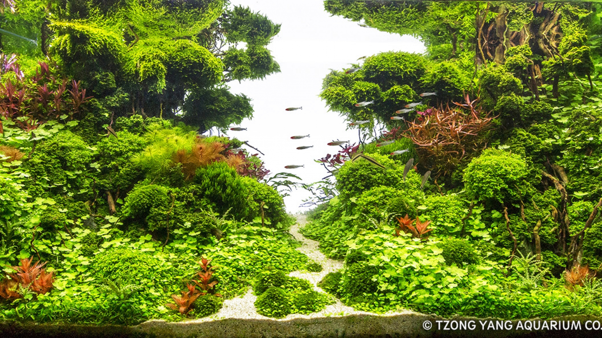 Previous Years’ Contest | 2018 IIAC Aquascaping Contest