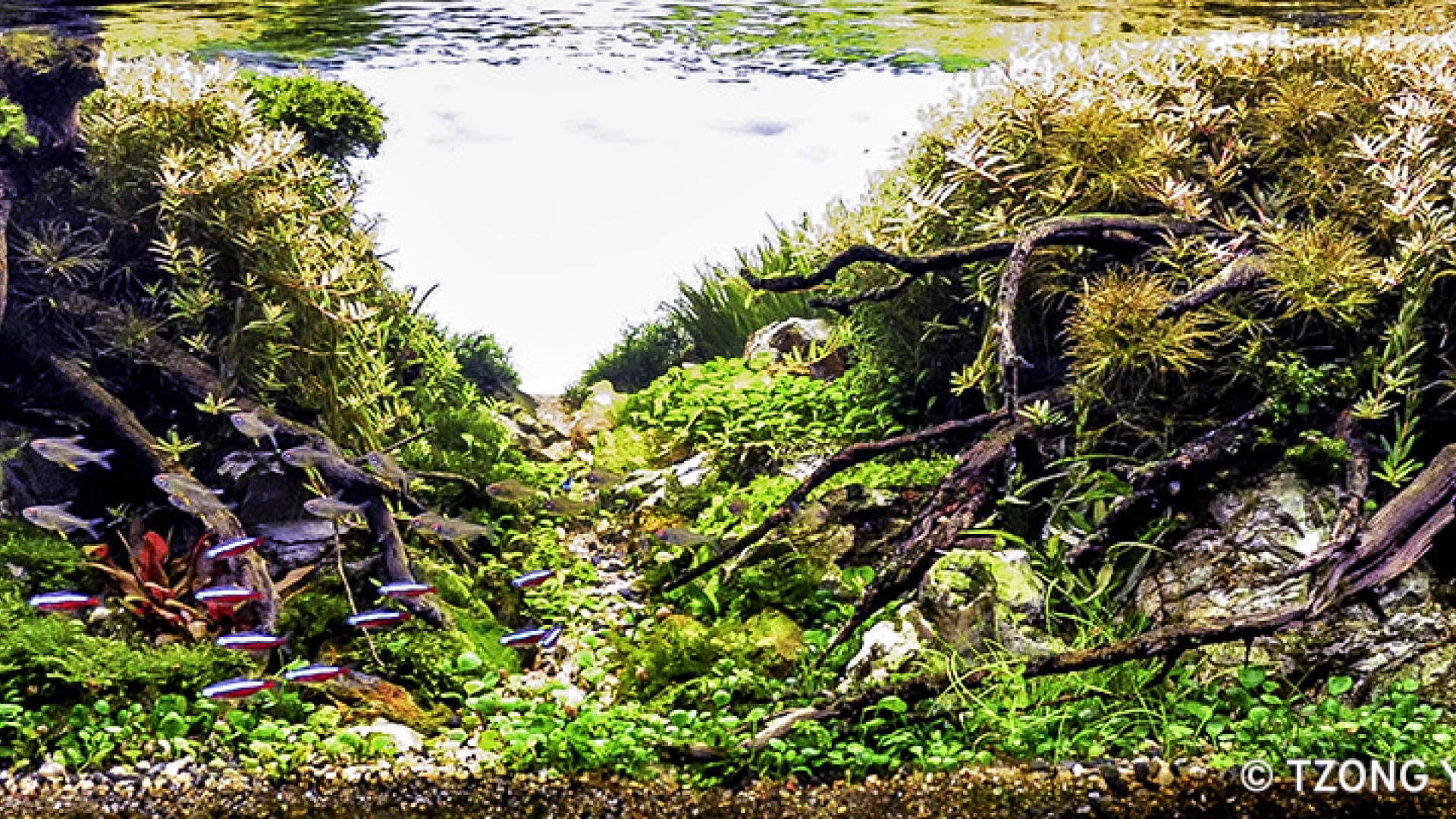 Previous Years’ Contest | 2018 IIAC Aquascaping Contest