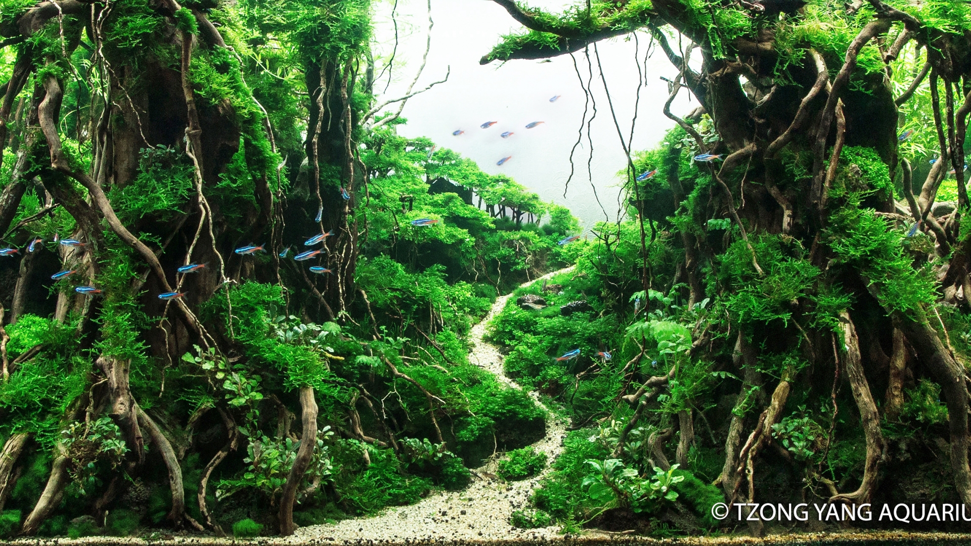 Previous Years’ Contest | 2019 IIAC Aquascaping Contest