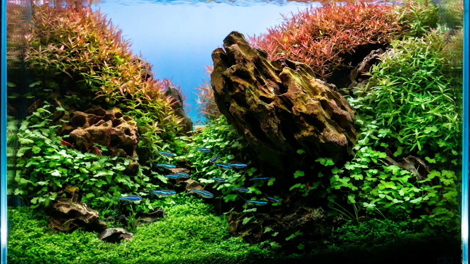 Previous Years’ Contest | 2019 IIAC Aquascaping Contest