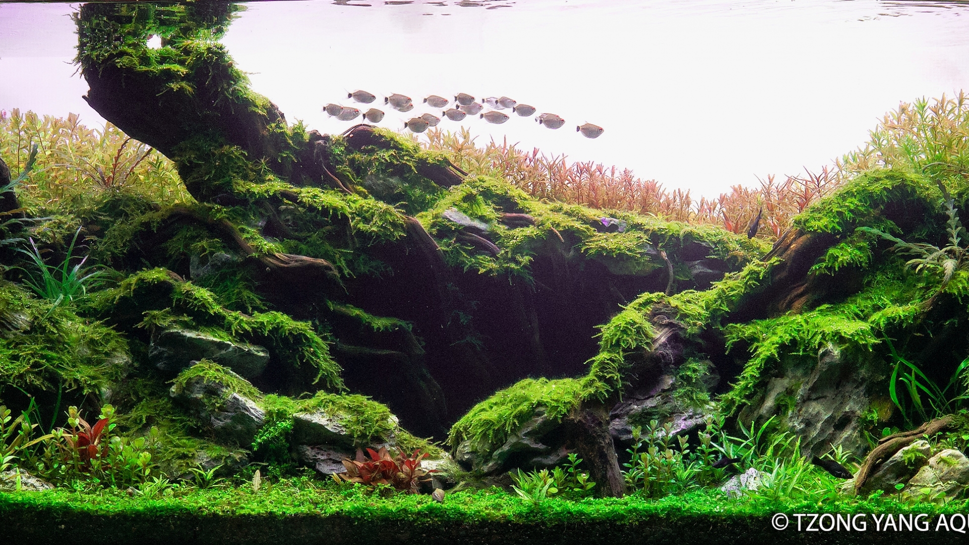 Previous Years’ Contest | 2019 IIAC Aquascaping Contest